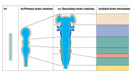 Embryonic Development Diagram Quizlet