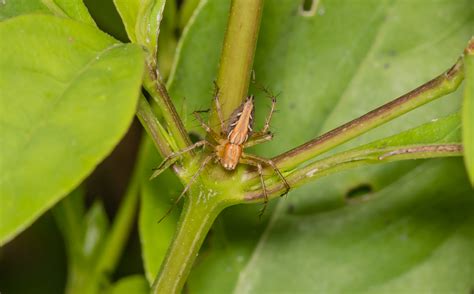 Oxyopes My Nature Chronicles