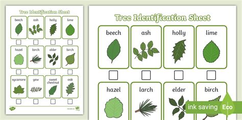 Editable Tree Identification Sheet Professor Feito