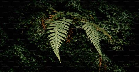 무성한 녹색 숲 위에 앉아있는 녹색 고사리 잎 사진 Unsplash의 짙은 녹색 이미지