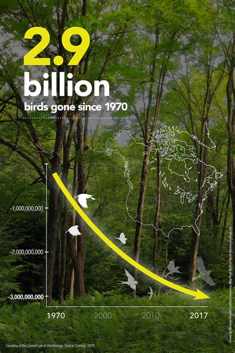 Bird Populations In The Us And Canada Have Dropped By 29 Percent In 50