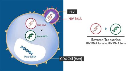 Hiv Rna Labcorp Test Code At Mark Morris Blog