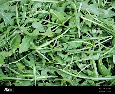 Arugula Healthy Leafy Green Rich In Vitamins Supports Digestion