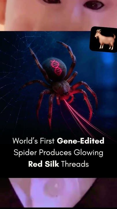 Worlds First Gene Edited Spider Produces Glowing Red Silk Youtube