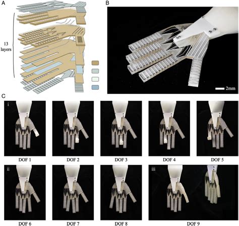 A 9 Dofs Bioinspired Soft Hand A The Sliced Layers Of The Bioinspired Download Scientific