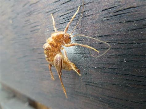 How To Get Rid Of The Spider Cricket How I Get Rid Of