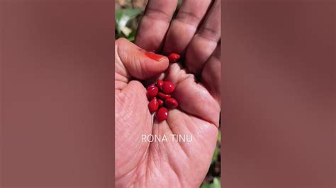 Manjadi Cute Red Youtube