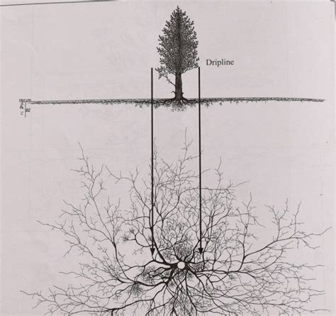 Oak Tree Roots Diagram Hip Binnacle Photographic Exhibit