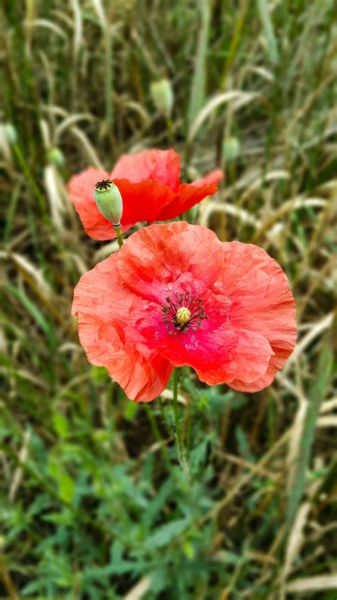 How To Plant Poppy Seeds A Beginners Guide
