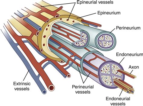 Nerve Entrapments Clinics In Plastic Surgery