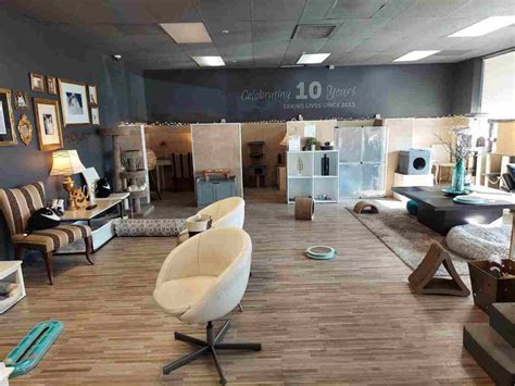 Top 9 Cat Cafes In Las Vegas 2026