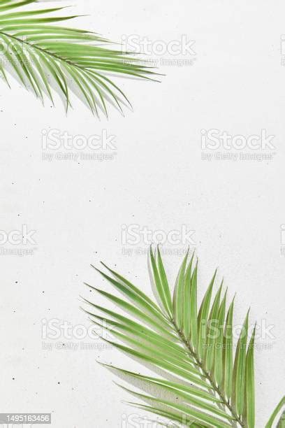 야자수 잎과 그림자가 있는 흰색 배너 최소한의 조명 배경 야자 잎과 빈 장소가있는 구성 트렌디 한 벽지 흰색 콘크리트 배경과 야자수는 그림자를 남깁니다 0명에 대한 스톡