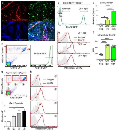 Ter 119 Antibody 14 5921 82
