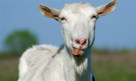 What Does It Mean When A Goat Licks You Goat Owner
