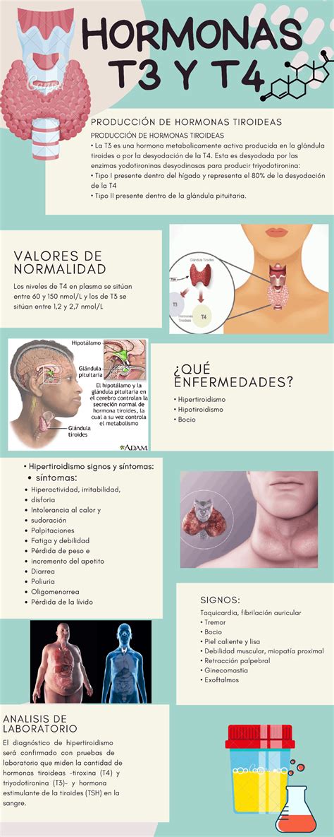 Hormonas T3 Y T4 Exposicion Notas De Estudo De Medicina Docsity