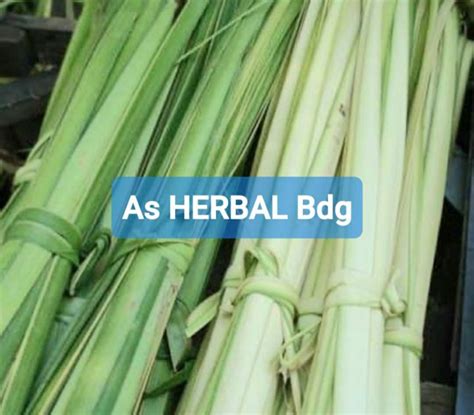 Daun Kelapa Muda Isi 100 Lembar Atau 50 Lidi Lazada Indonesia