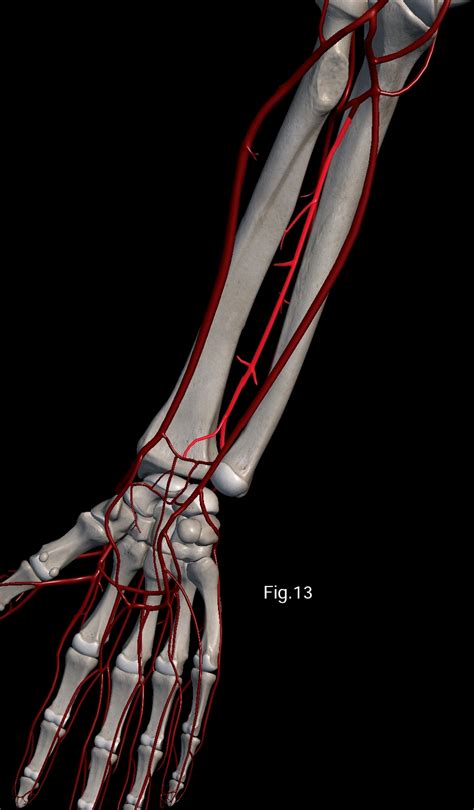 Anterior Interosseous Artery