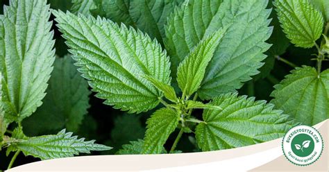Csalán A Természet Csípős Csodája Bükki Gyógytea Blog