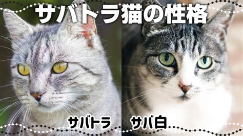 【三毛猫の特徴】三毛猫の模様は種類が豊富！｜毛色で分かる猫の性格 ねこもよ