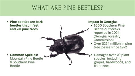 What Are Pine Beetles Signs Symptoms And Danger To Trees