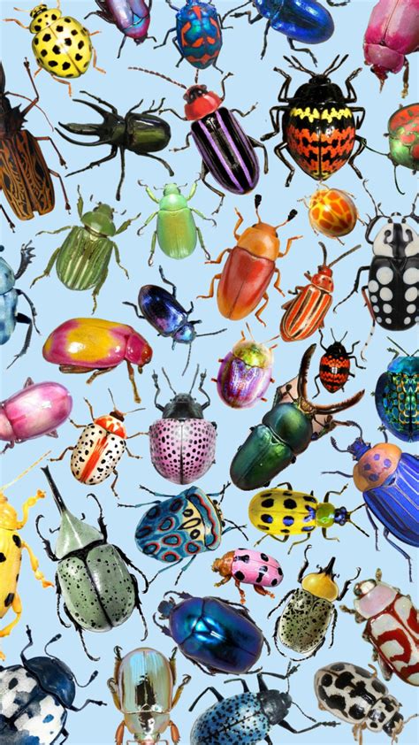 Beetles Wallpaper Insects Aesthetic Collage Bugs Nature In 2024