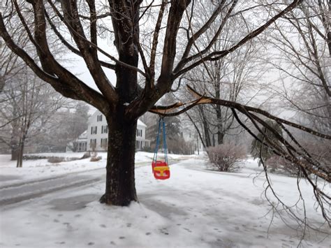 How Do Trees Survive Winter Free Technology For Teachers