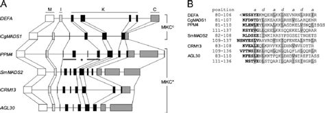 Sequence And Exonintron Structure Comparison Of Mikc And Mikc C Download Scientific Diagram