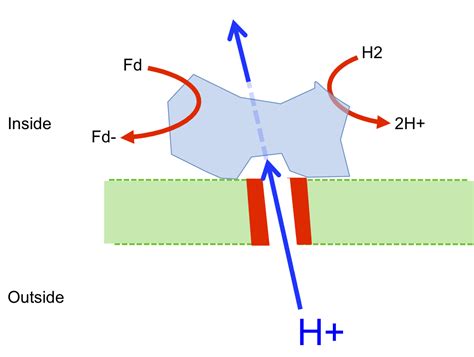 Hyperlipid Life 21 Pyrococcus Furiosus