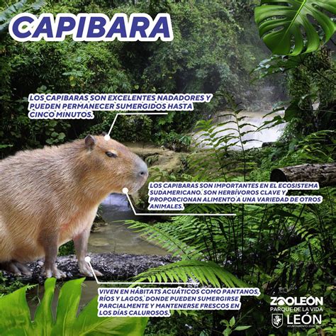 ¿dónde Ver Capibaras En México México Ruta Mágica