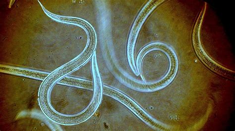 Redirecting To Resource Beneficial Nematodes