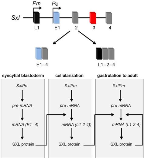 sex determination in insects a binary decision based on alternative