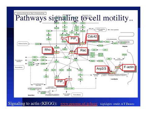 Diffusion Reaction And Biological Pattern Formation Continued 3 Of 3