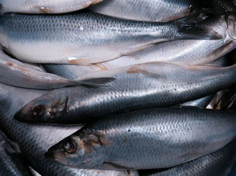 Рыба оптом и в розницу купить копченую соленую и вяленую рыбу по низким ценам в Краснодаре и