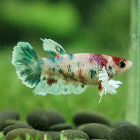 Candy Dumbo Female Betta Squad Usa Llc