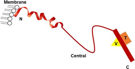 Initial Assessment Of α Synuclein Structure In Platelets Abstract