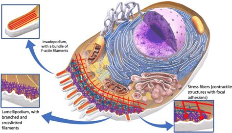 Tumor Cell Components And Cellular Protrusions During Migration Cells Download Scientific