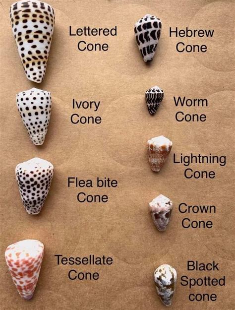 The Different Types Of Sea Shells Are Displayed On A Piece Of Brown Paper With Black Spots