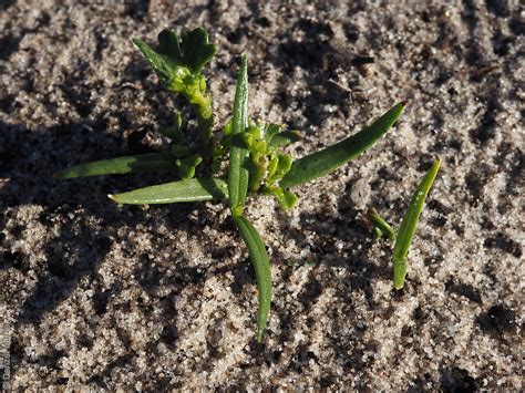 Dodonaea Viscosa Ssp Spatulata