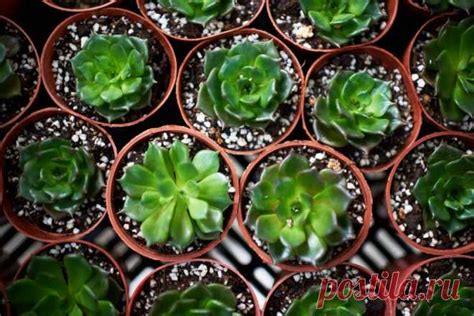 Какие растения нельзя держать в квартире Милая Я Разное Интересное Всё для женщин Постила