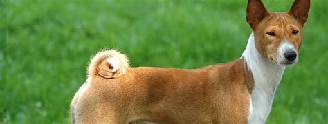 Basenji Breed Guide Learn About The Basenji