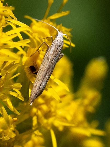 Silver Bug Coleophora Bugguidenet