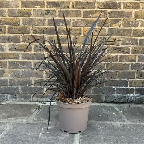 Phormium Back In Black 5l New Zealand Flax The Boma Garden Centre