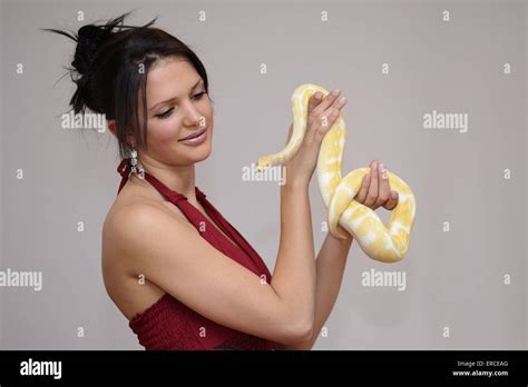 Burmese Pythons Hi Res Stock Photography And Images Alamy