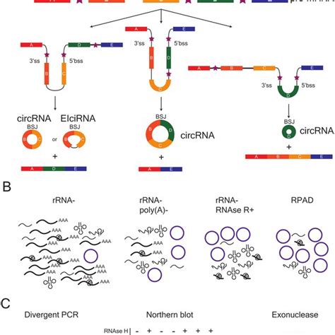 Biogenesis Enrichment And Validation Of Circular Rnas Circrnas A