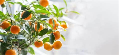The Guide To Tangerine Tree Care Minneopa Orchards