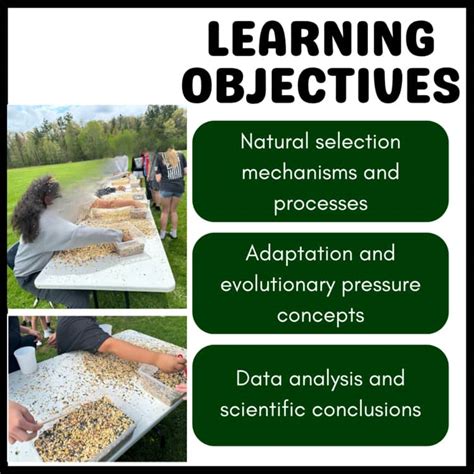 Bird Beak Lab Natural Selection And Evolution Simulation Biology Grades 9 12