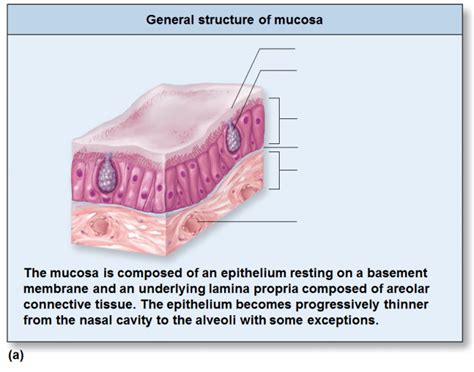 General Structure Of Mucosa Quiz