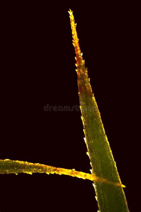 Red Serrated Leaf Tips Of A Polytrichum Moss With Polarization Stock