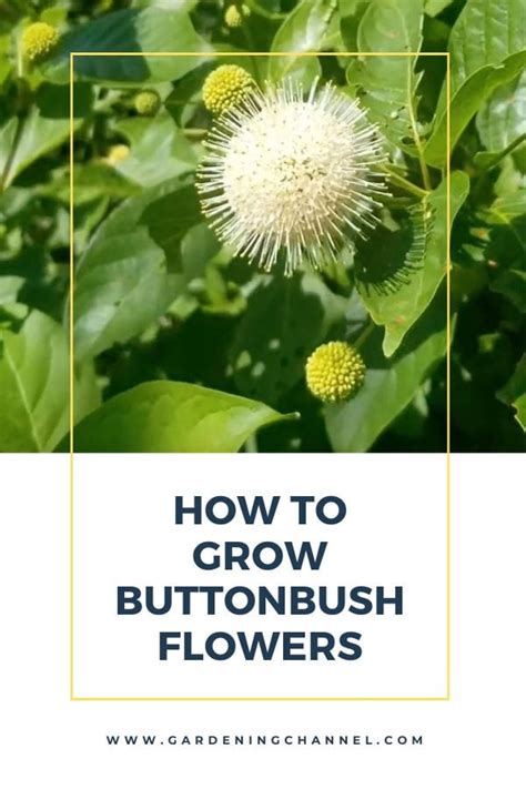 How To Grow Buttonbush Flowers Cephalanthus Occidentalis Gardening