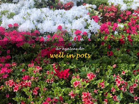 Growing Azaleas In Pots Tips For Thriving Blooms ShunCy
